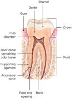 Root Canal Explained - American Association of Endodontists