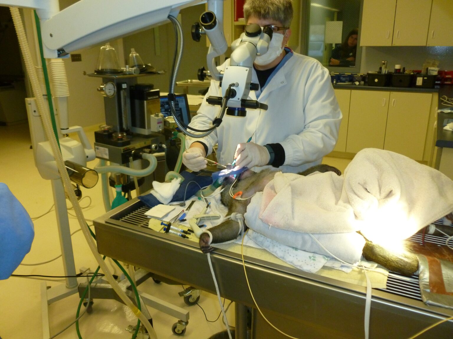 Animals' Teeth Are Worth Saving, Too! - American Association of ...