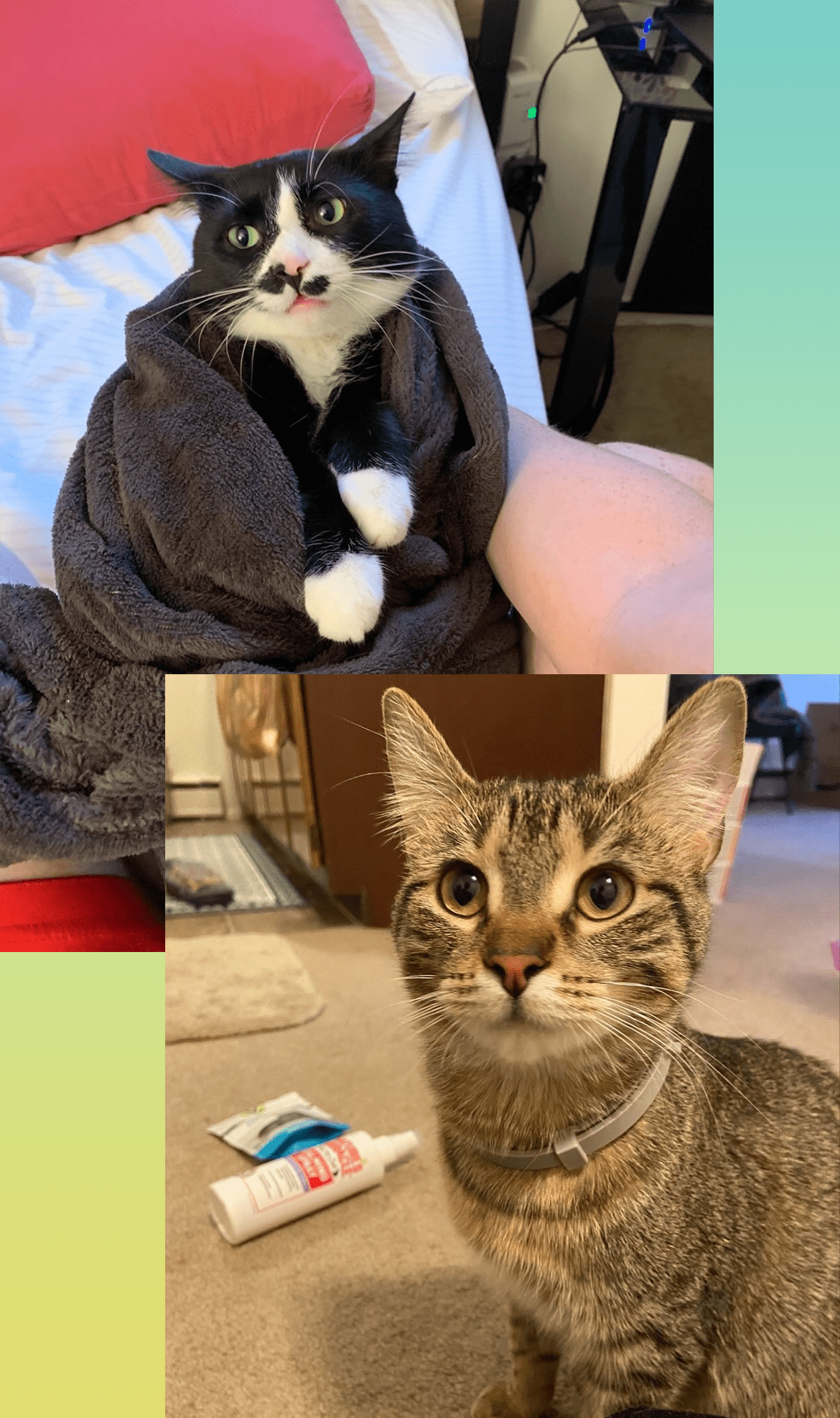 AAE Members Spread Joy with #PetsWorthSaving - American Association of ...